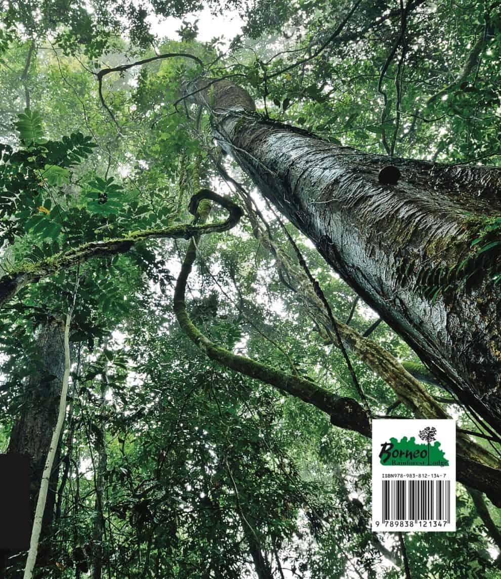 A Walk Through the Lowland Rain Forest of Sabah - Natural History ...