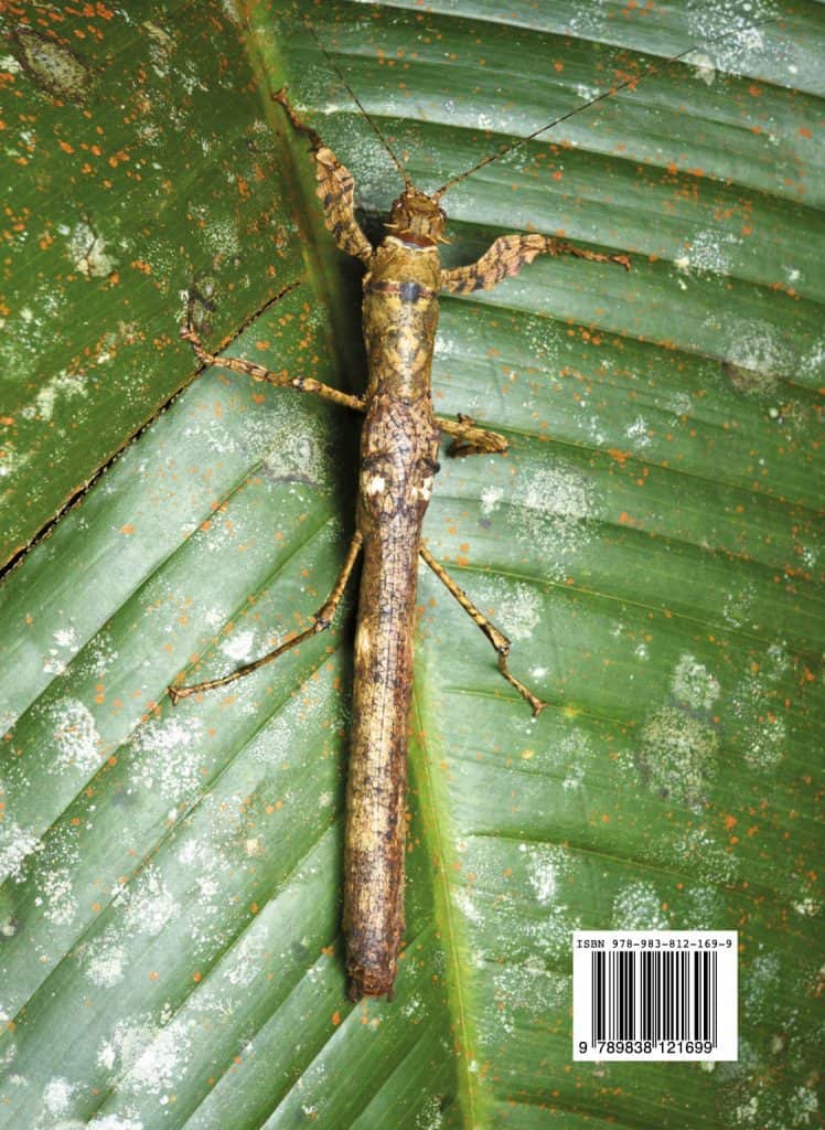 A Taxonomic Guide to the Stick Insects of Borneo - Natural History ...