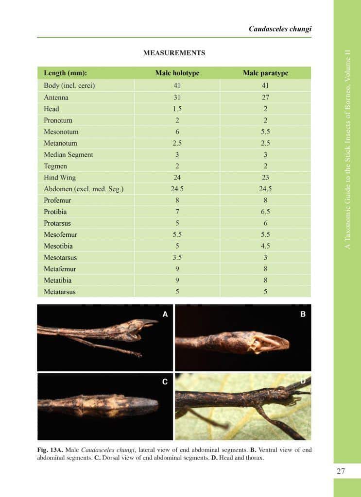 A Taxonomic Guide to the Stick Insects of Borneo Vol. 2 - Natural ...