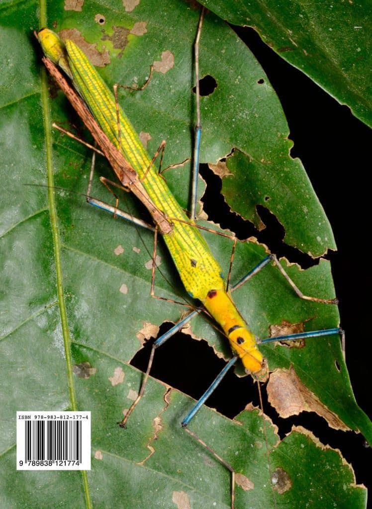 Phasmids of Borneo - Natural History Publications (Borneo)