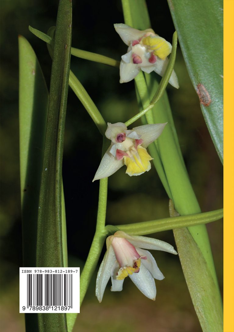 Orchids - Natural History Publications (Borneo)