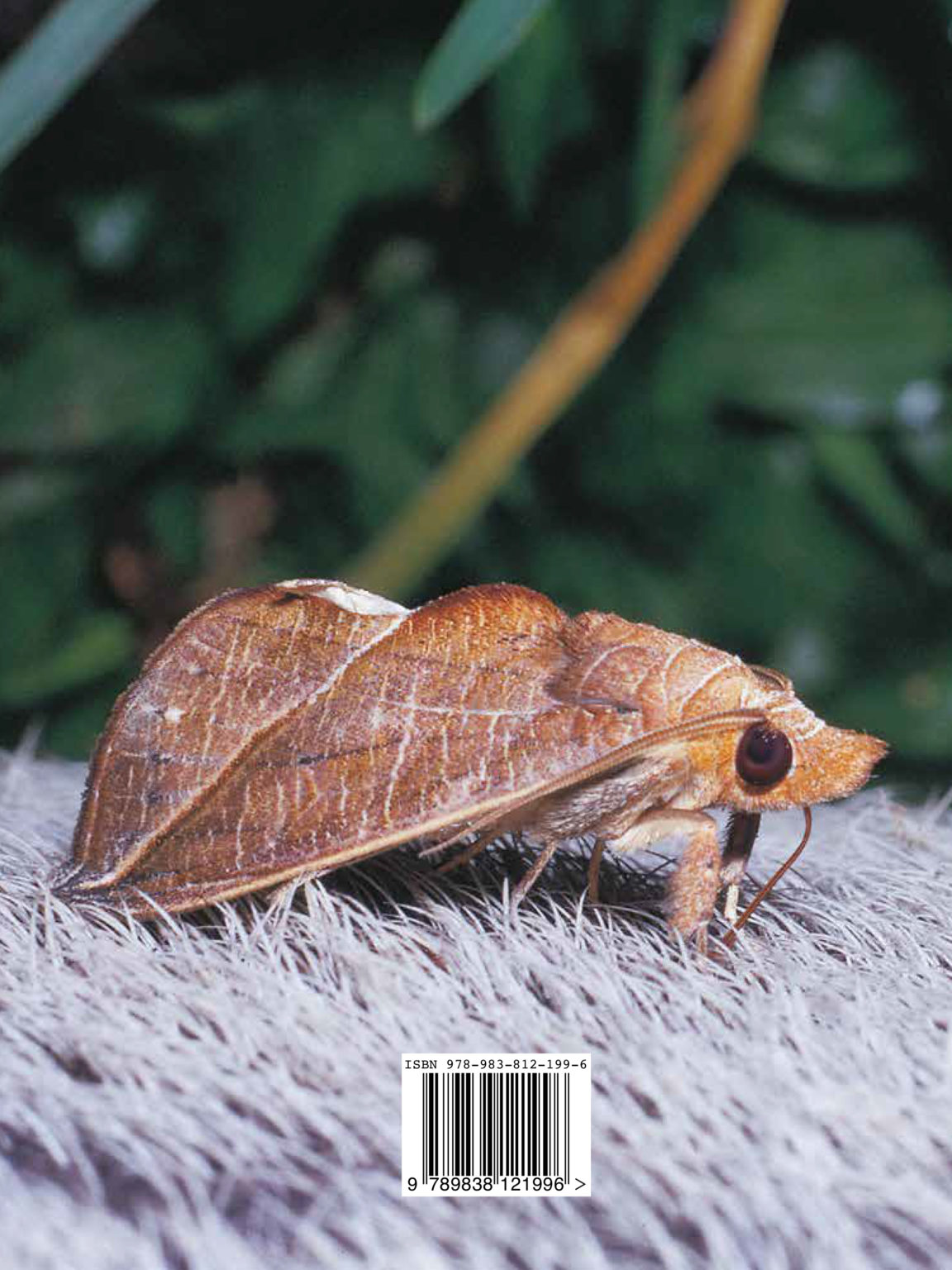Vampire Moths - Hans Banziger - 9789838121996 - Natural History ...