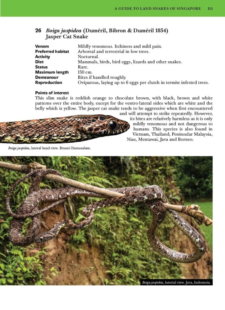 A Guide to Land Snakes of Singapore with interesting related species ...