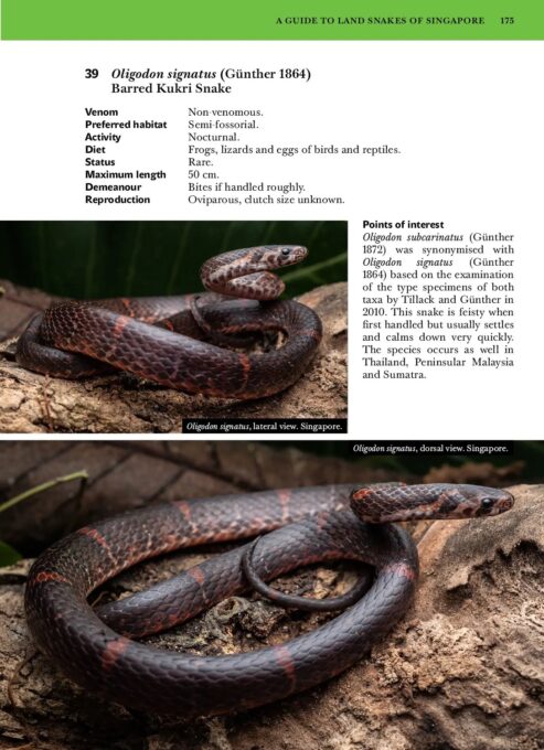 A Guide to Land Snakes of Singapore with interesting related species ...