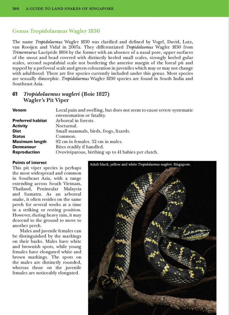A Guide to Land Snakes of Singapore with interesting related species ...